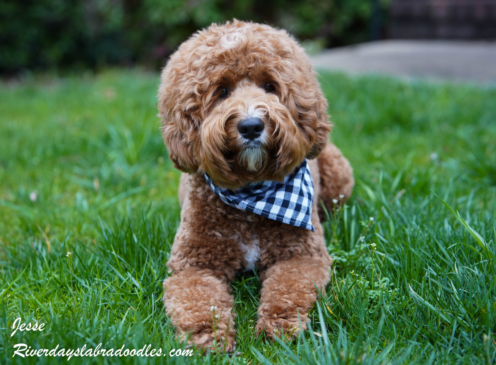 Our Dads - River Days Australian Labradoodles
