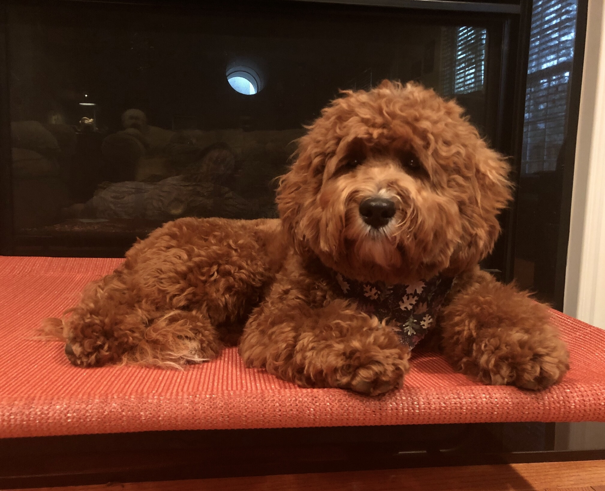 Our Dads - River Days Australian Labradoodles