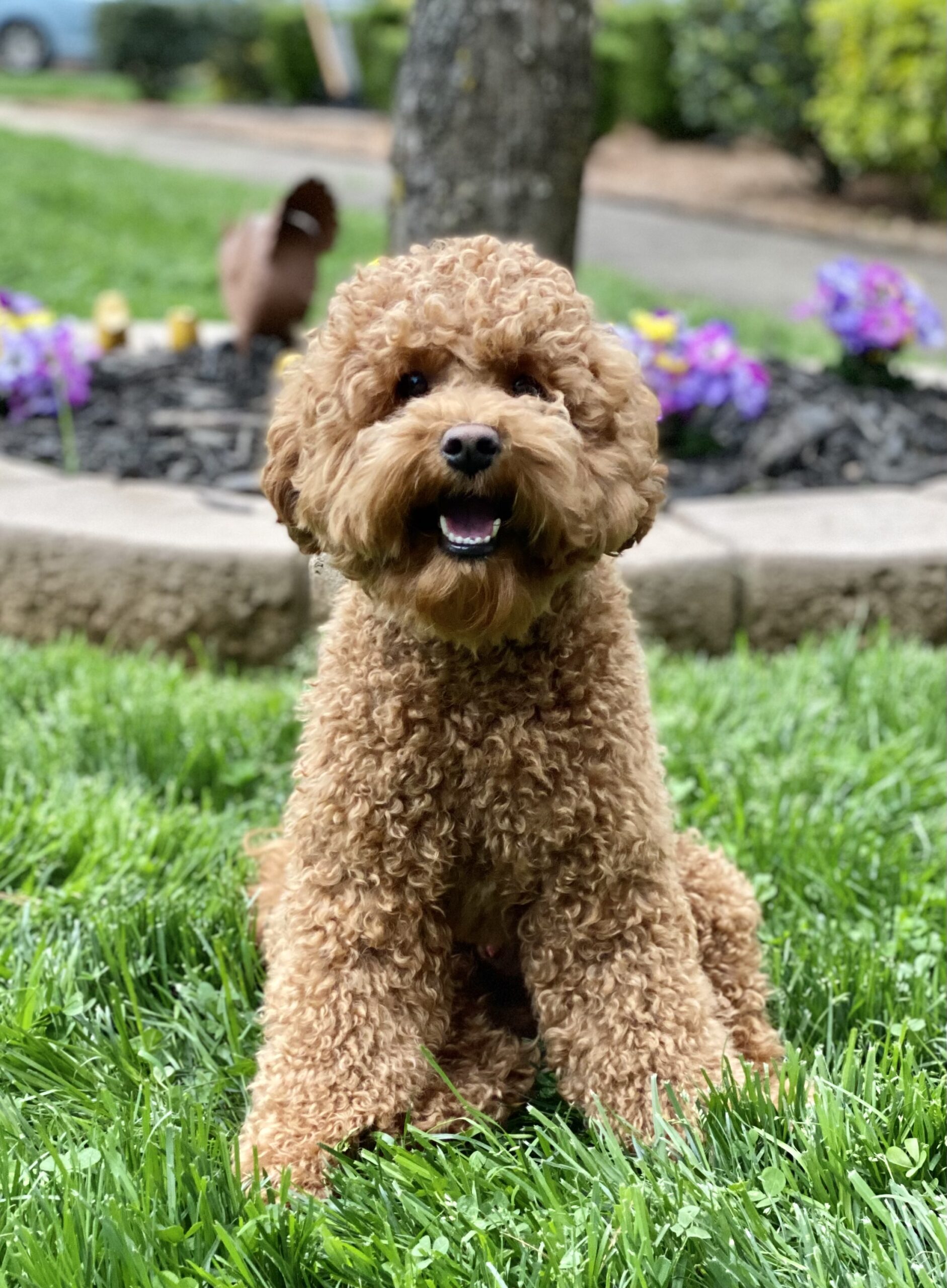 Our Dads - River Days Australian Labradoodles